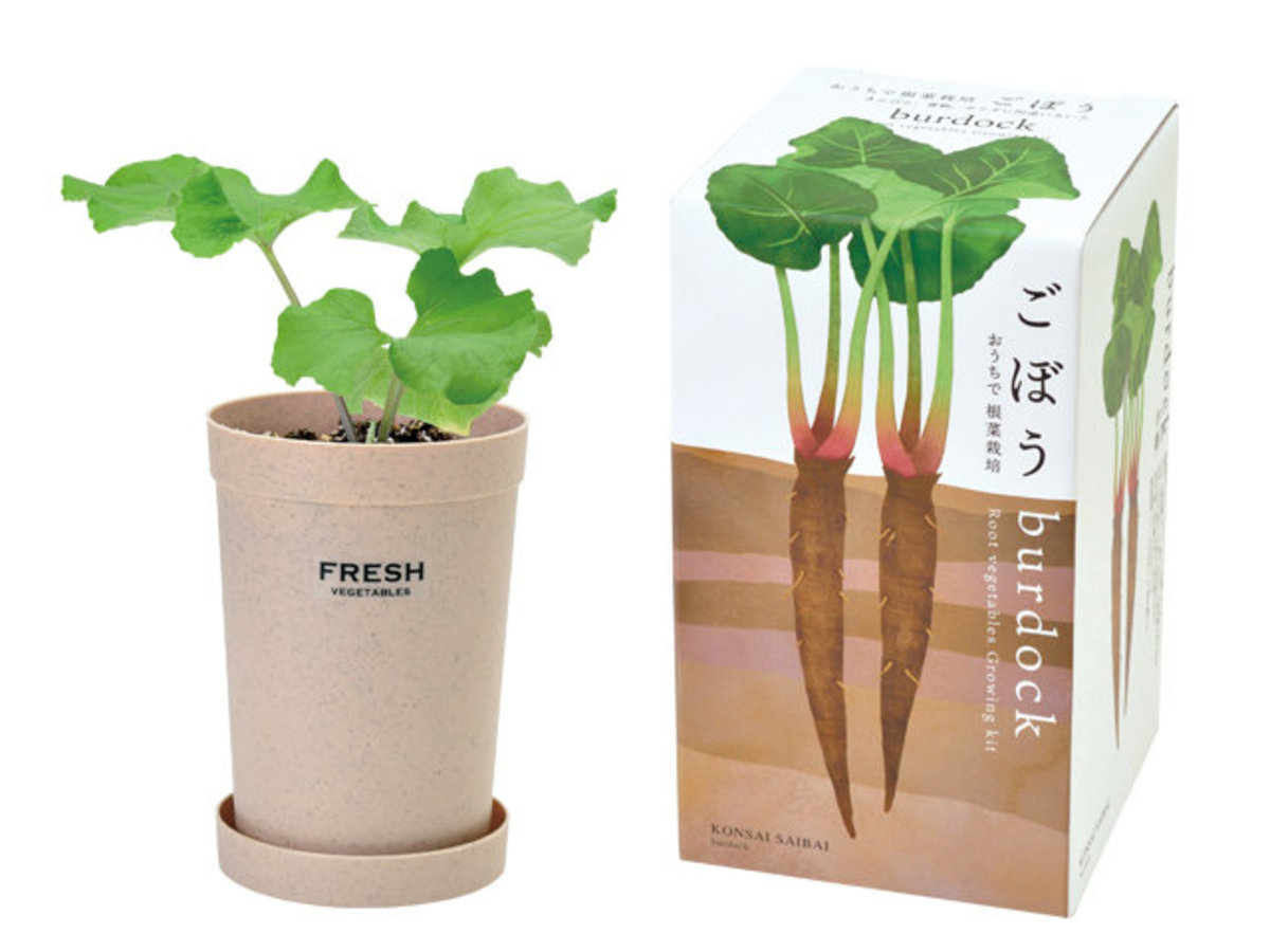 Seishin | 在家種植盆栽 - 牛蒡 | HKTVmall 香港最大網購平台