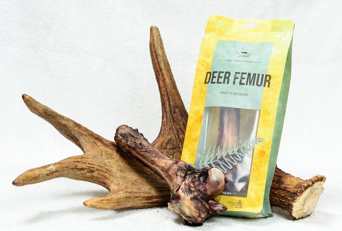 Deer Femur