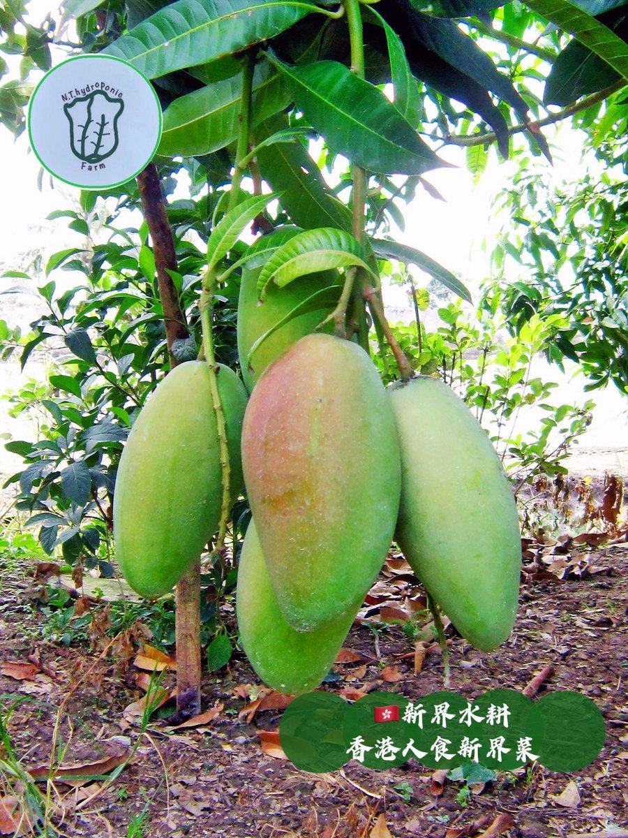 N.T. Hydroponic’s Farm | Sweet Mango 2-3PC (600-700G) | HKTVmall The ...