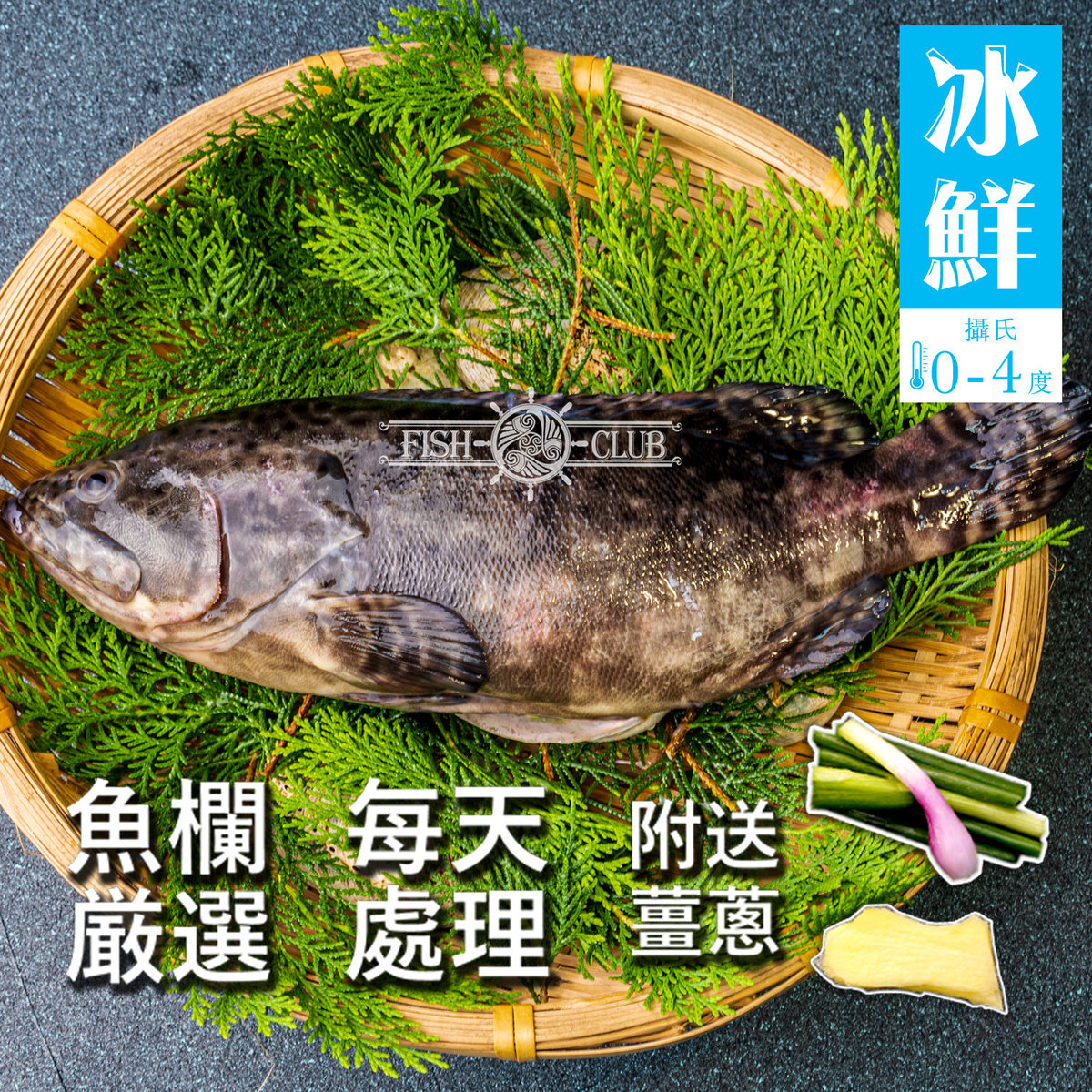 Fish Club | CHILLED HYBRID GROUPER(SCALE-OFF / GILL OFF / GUTTED)WITH ...